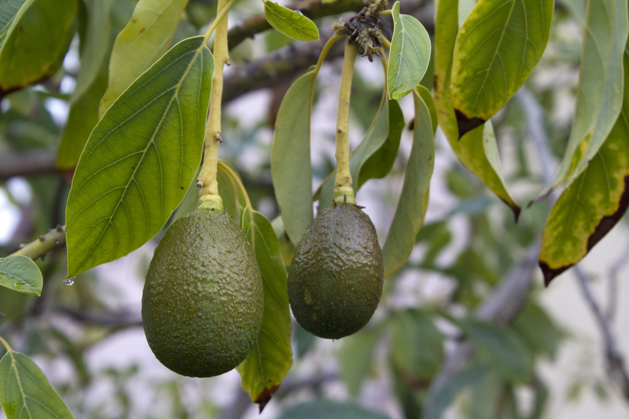 The global avocado crisis and resilience in the UK’s fresh fruit and ...